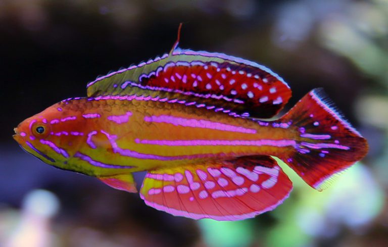 Fish Spotlight: The beautiful yet very elusive, Diamond Tail Flasher ...