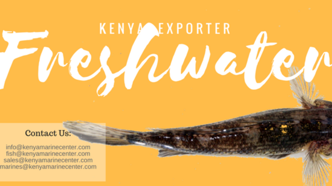 ornamental freshwater fish exporter kenya